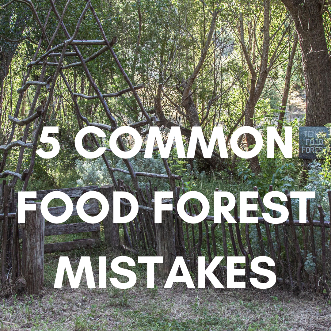 5 Common Food Forest Mistakes – Tinui Food Forest