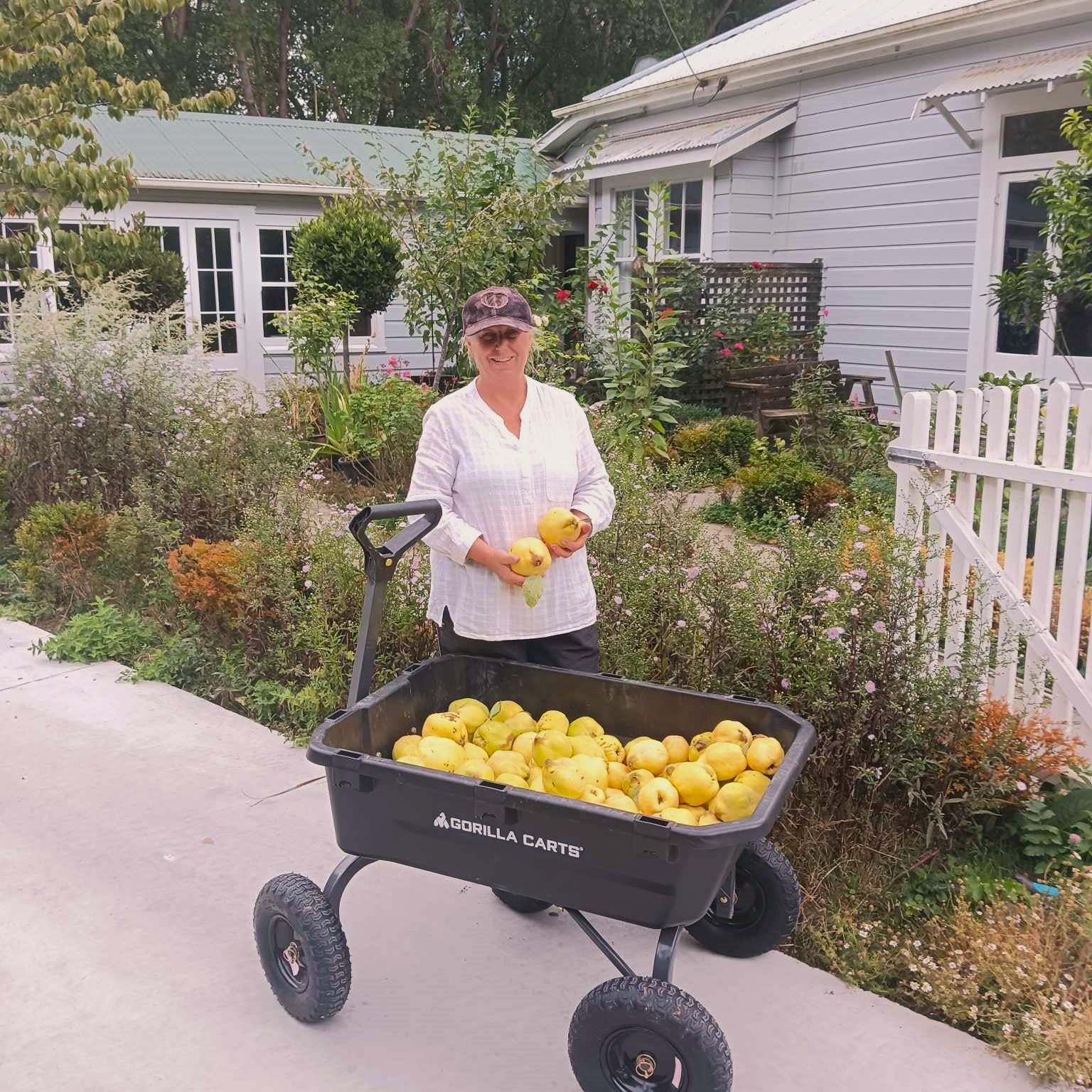 Happy Quince Time! – Tinui Food Forest