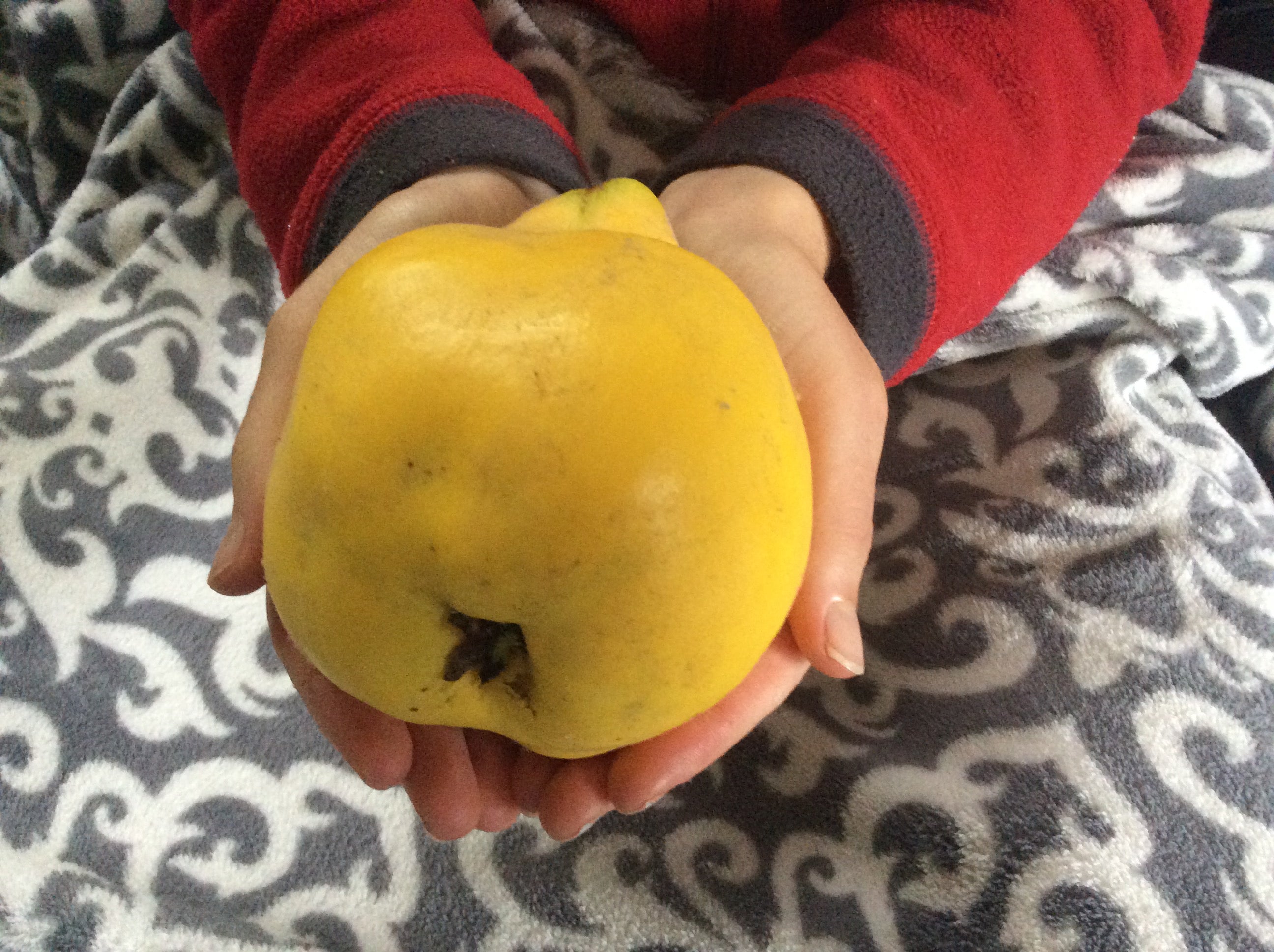 Quincey work happening! – Tinui Food Forest