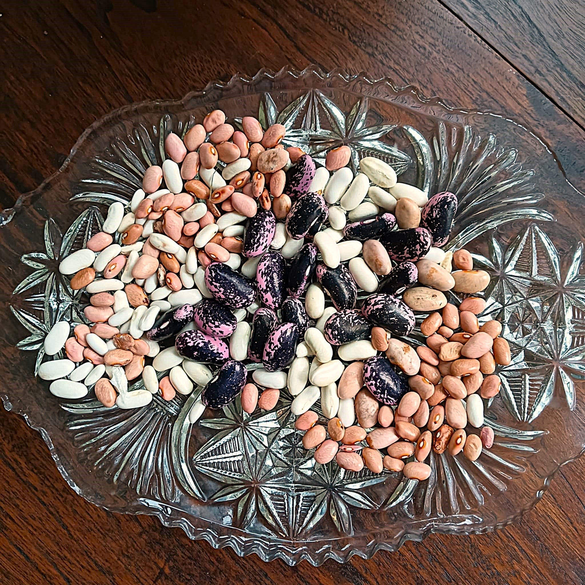 Counting Beans! – Tinui Food Forest