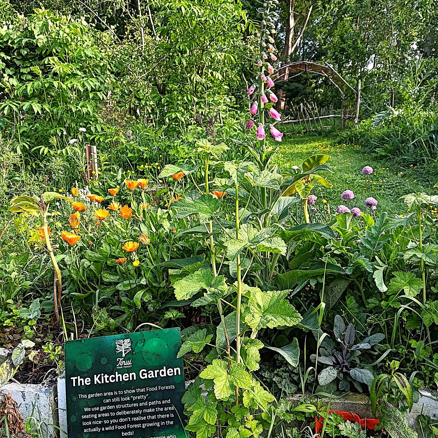 Uh oh! What do I do? – Tinui Food Forest