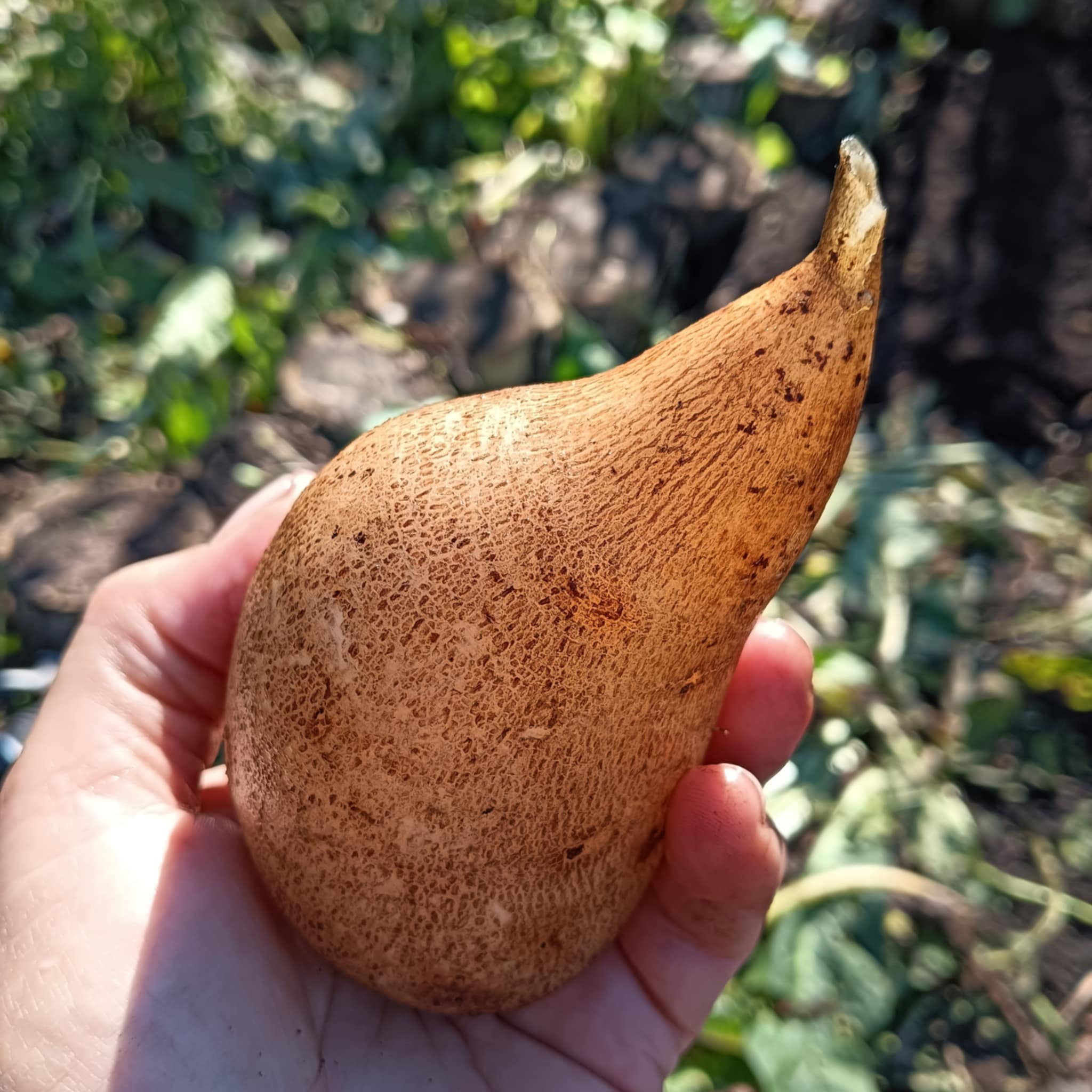 Beautiful Yacon! – Tinui Food Forest