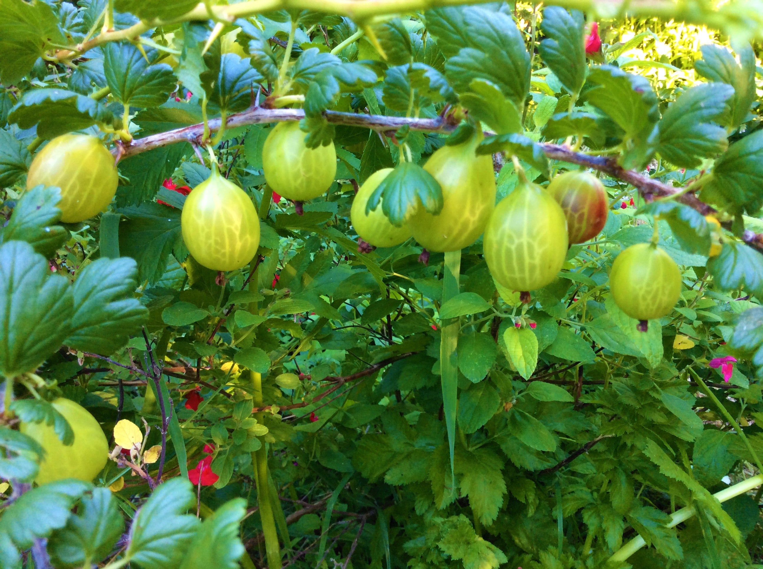 Gooseberry Plant – Tinui Food Forest